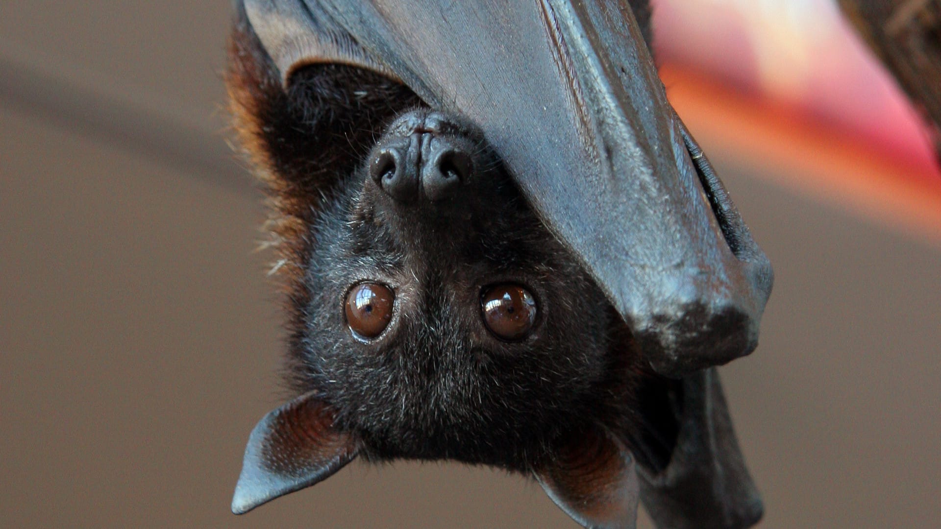 Bat Walk - Fully Booked - Improving Lives